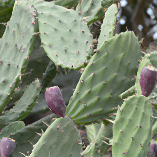 Tuna Morada: 8 Beneficios Nutricionales Y Usos - Benefimundo