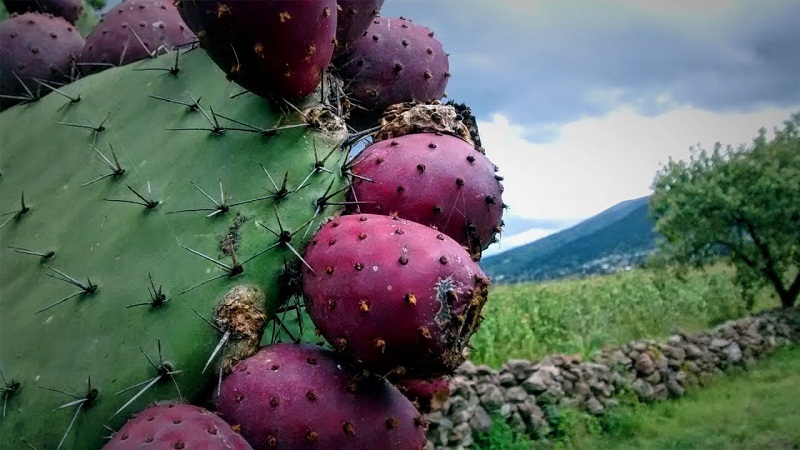 Tuna Morada: 8 Beneficios Nutricionales Y Usos - Benefimundo