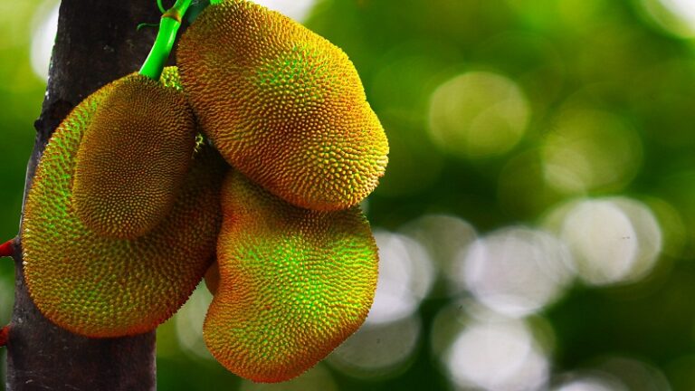 Yaca: 5 Beneficios Para Controlar La Diabetes - Benefimundo